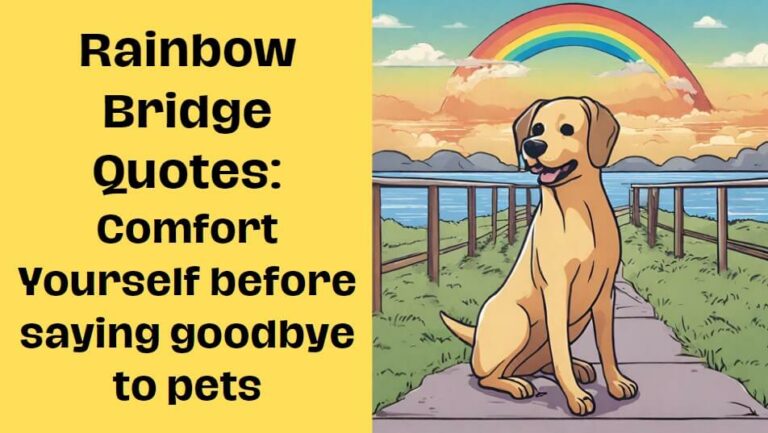 Rainbow Bridge Quotes: Comfort Yourself before saying goodbye to pets ...